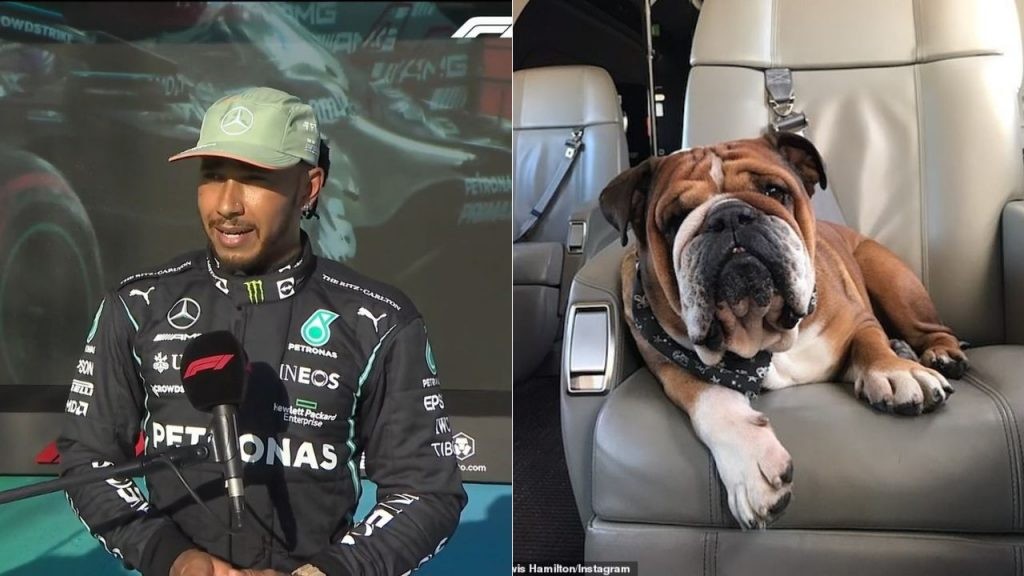 "Roscoe is the best travel pet": Lewis Hamilton shares his adorable ...