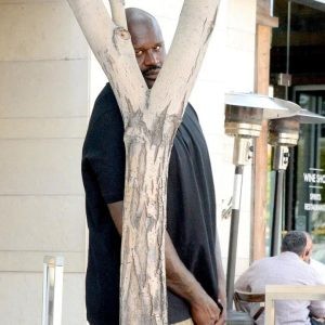 Shaq Hiding Meme: Why Was 7’1 Shaquille O’Neal Hiding Behind A Tree ...