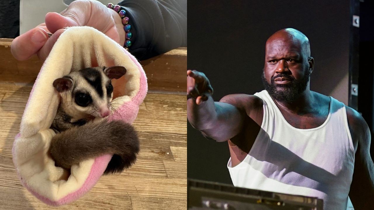 Shaq With a Sugar Glider: 7ft1" Shaquille O'Neal Makes a Tiny Animal ...
