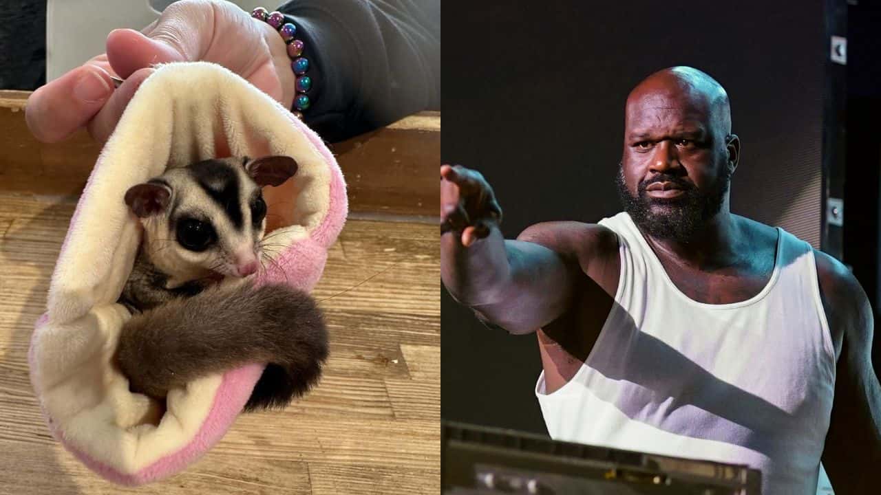 Shaq With a Sugar Glider: 7ft1" Shaquille O'Neal Makes a Tiny Animal ...