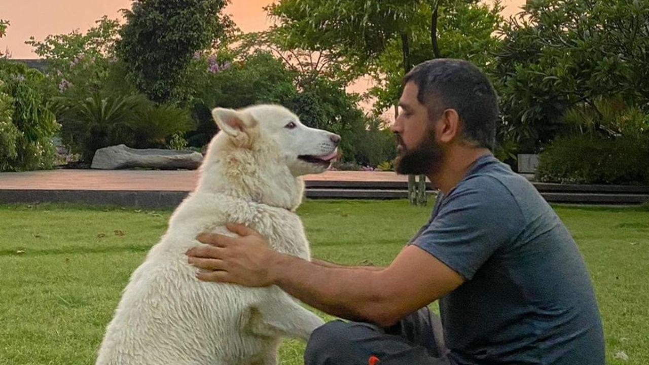 MS Dhoni Dogs: All We Know About MSD Dogs' Breed, Price, Name - The ...